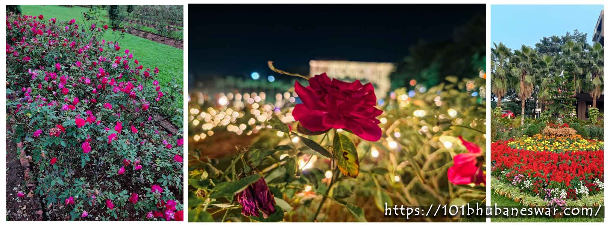 #086 – KIIT Rose Garden: A Beautiful Garden in Bhubaneswar – 101 ...